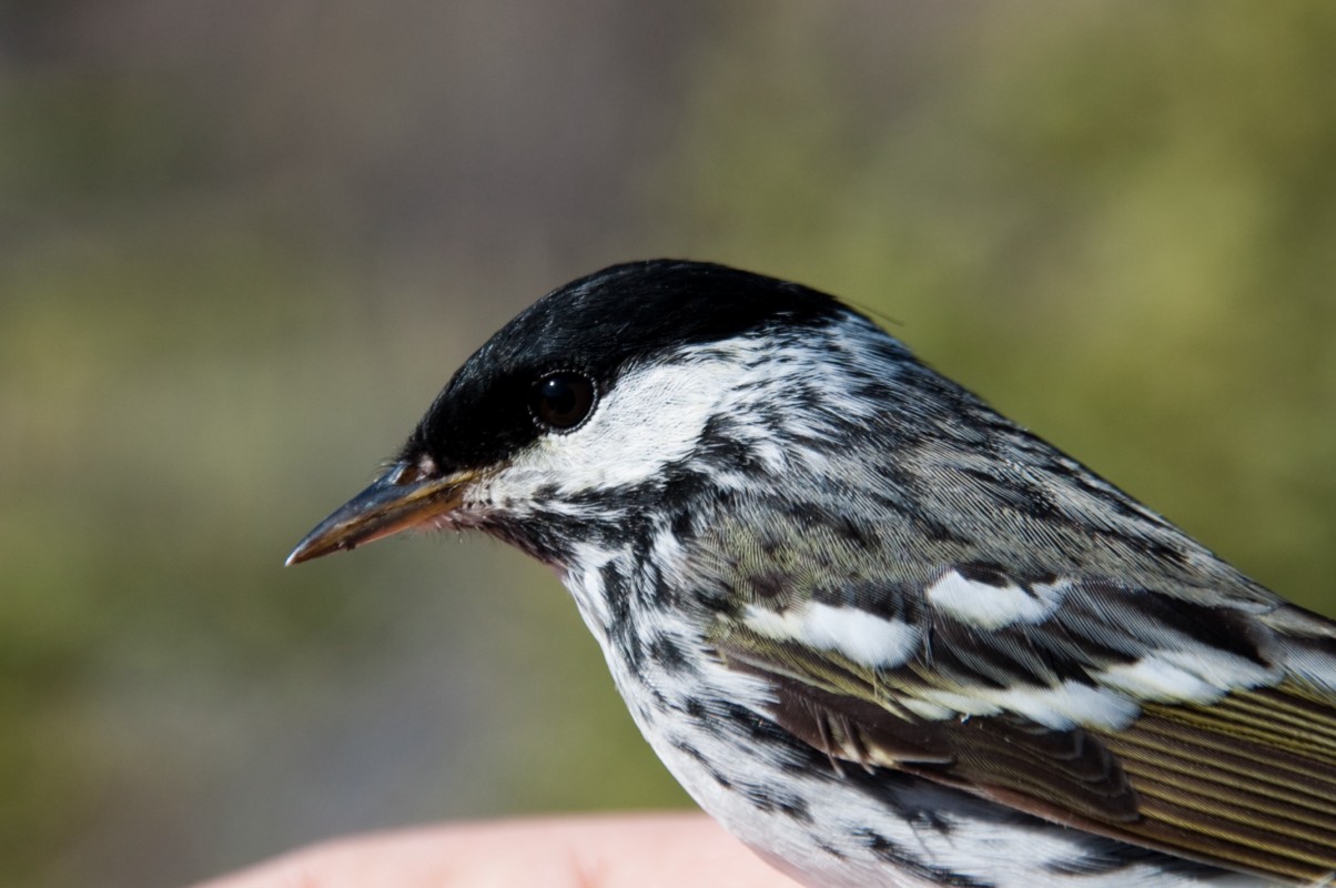 Yukon Bird Observatories: McIntyre Marsh - May 14 to 20
