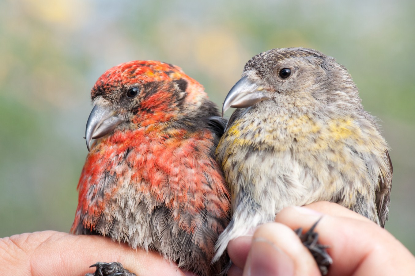 Yukon Bird Observatories: TLBO - July 30 and 31