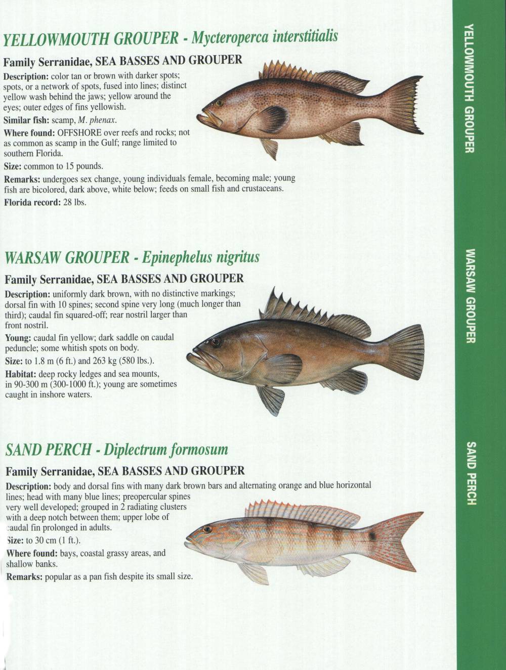 Crystal River Fishing Report: Florida Gulf Fish Identification Charts