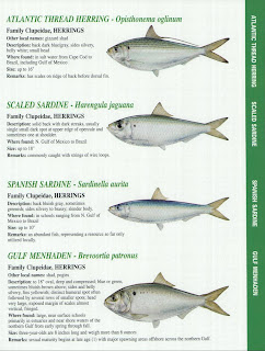 Crystal River Fishing Report: Florida Gulf Fish Identification Charts