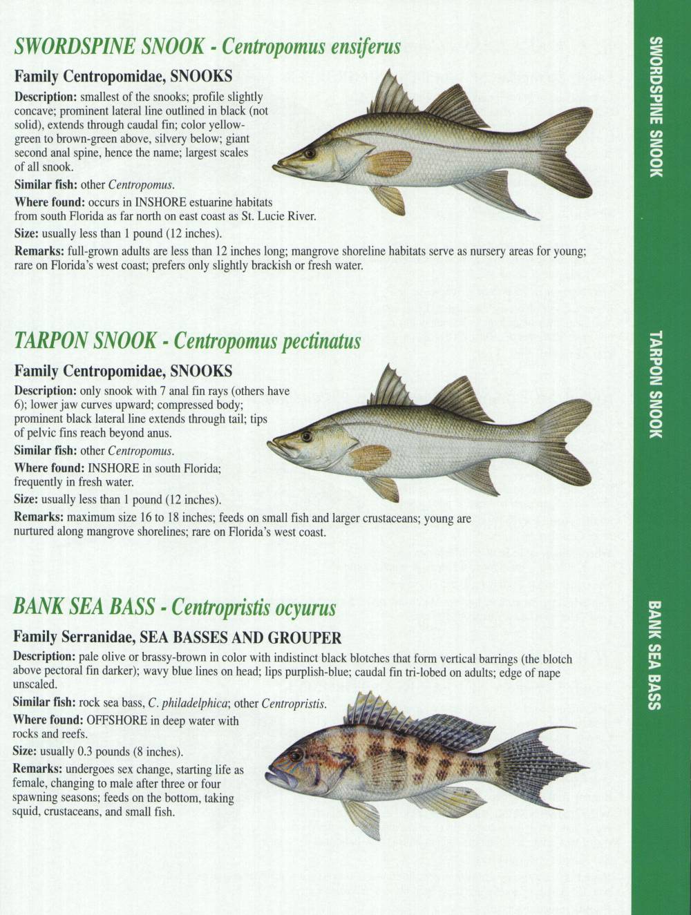 Crystal River Fishing Report: Florida Gulf Fish Identification Charts