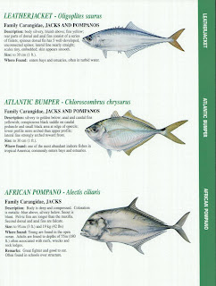 Crystal River Fishing Report: Florida Gulf Fish Identification Charts