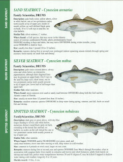 Crystal River Fishing Report: Florida Gulf Fish Identification Charts
