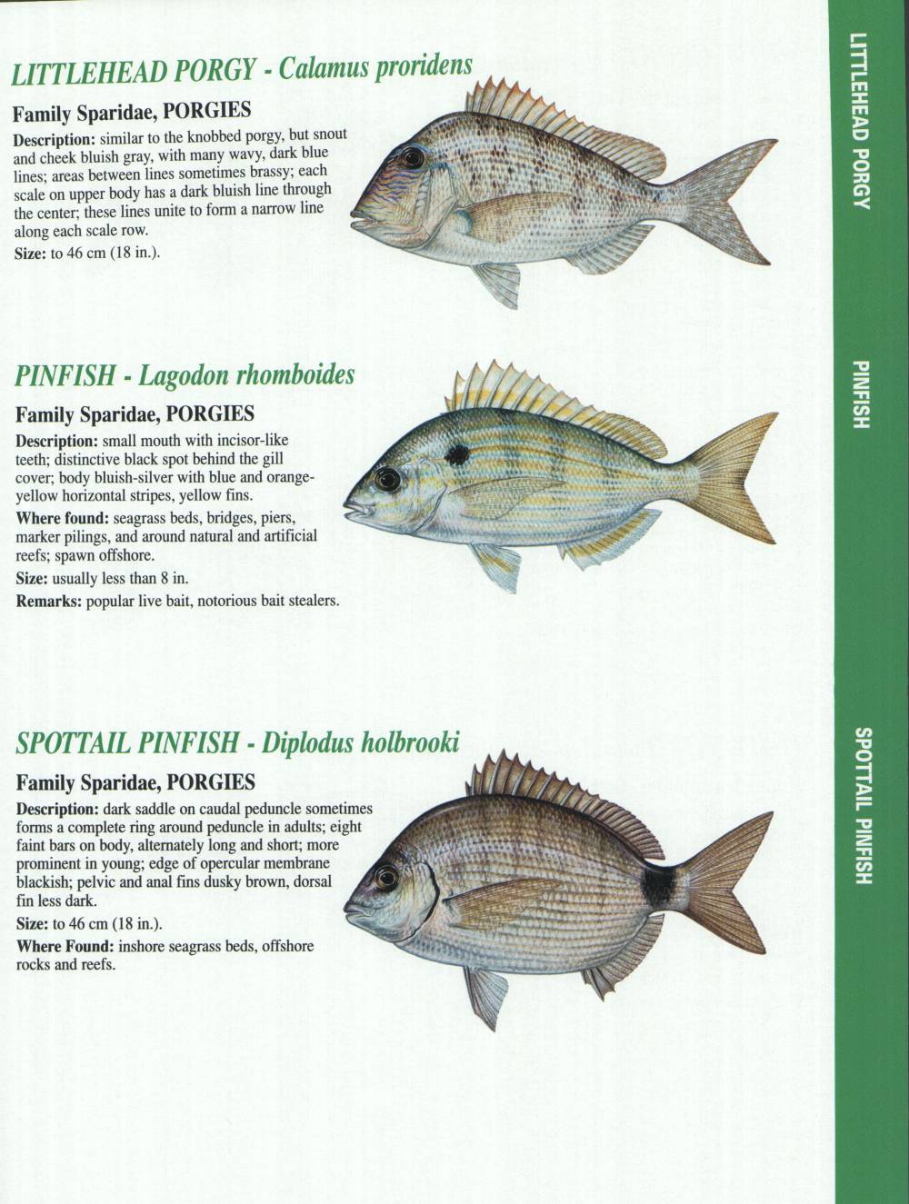 Crystal River Fishing Report: Florida Gulf Fish Identification Charts