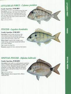 Crystal River Fishing Report: Florida Gulf Fish Identification Charts