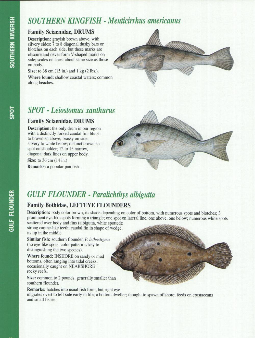 Crystal River Fishing Report: Florida Gulf Fish Identification Charts