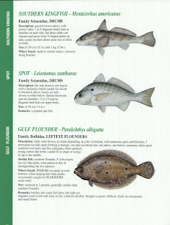 Crystal River Fishing Report: Florida Gulf Fish Identification Charts