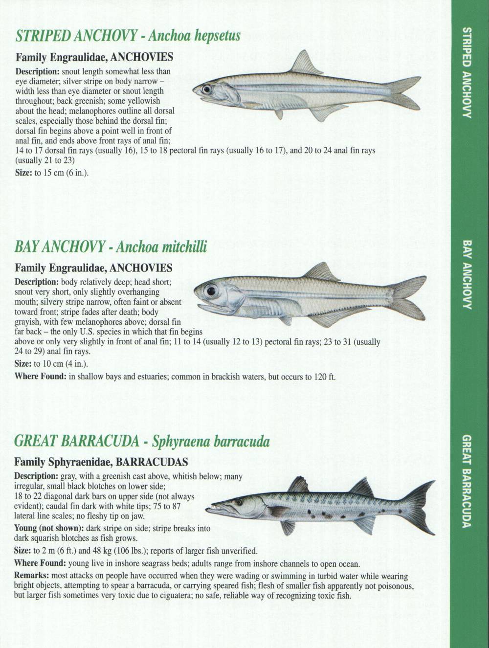 Crystal River Fishing Report: Florida Gulf Fish Identification Charts