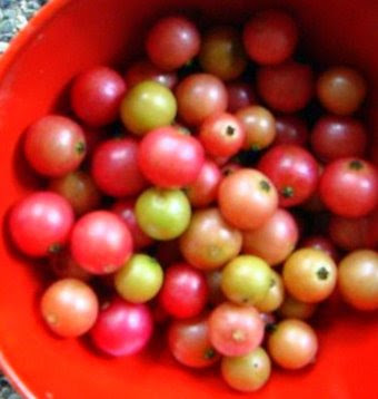 Fruits Stand: Aratilis