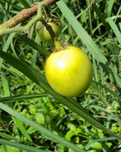 Fruits Stand: Kamatis
