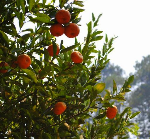 Fruits Stand: Sagada Orange