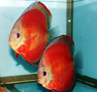 discus fish pictures-red marlboro aquarium fish | marine fish fish lover