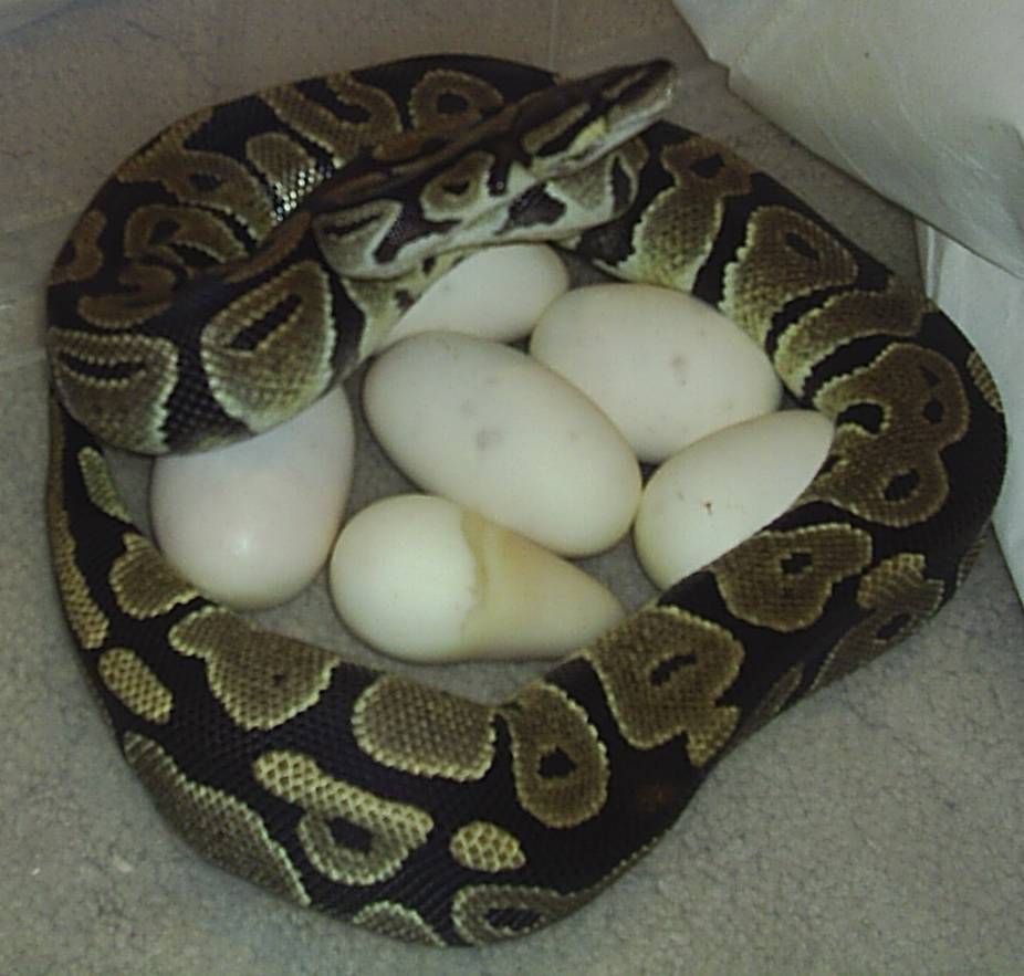 jungle life: ball python morphs snakes pics and wallpapers