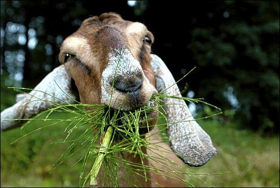 world best collections of photos and wallpapers: a cute goat is eating ...