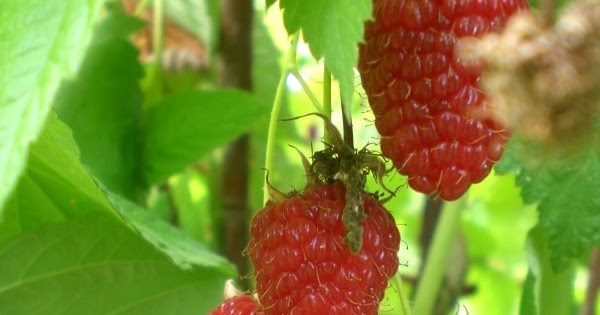 Hot, Hot, Hot!! (and Raspberry Jam) | A Bushel of What?