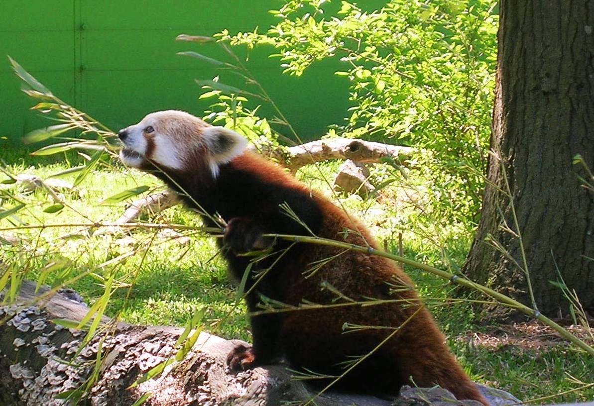 Captive Breeding Programs For Red Pandas - rutorsupermarket