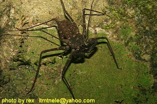 Guabaman The Blog: What is a Guabá?