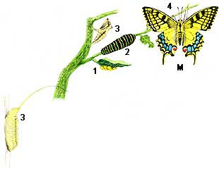 DANIEL: LA REPRODUCCION DE LOS INSECTOS