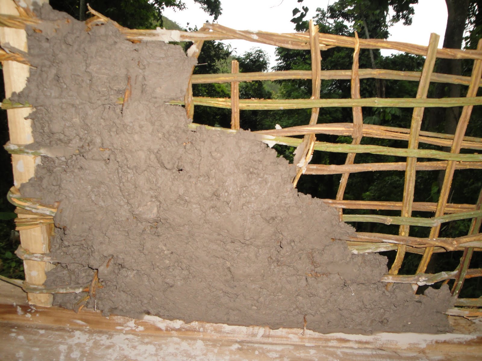 RESERVA NATURAL VICTORIA: BAHAREQUE CON LIANAS