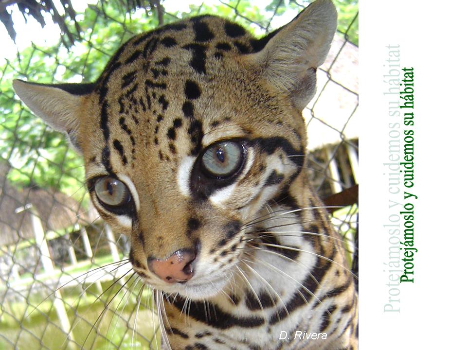 RESERVA NATURAL VICTORIA: SALVEMOS AL TIGRILLO DE LAS GALLINAS?