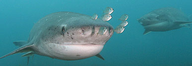 Tiburón vaca : Buceoactual.com