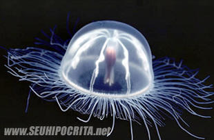 Animais Imortais: Turritopsis dohrnii