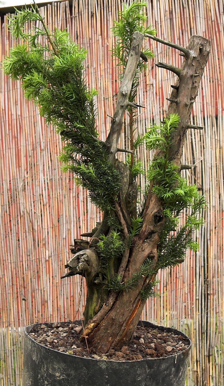 SandevBonsai: Taxus tanuki 2