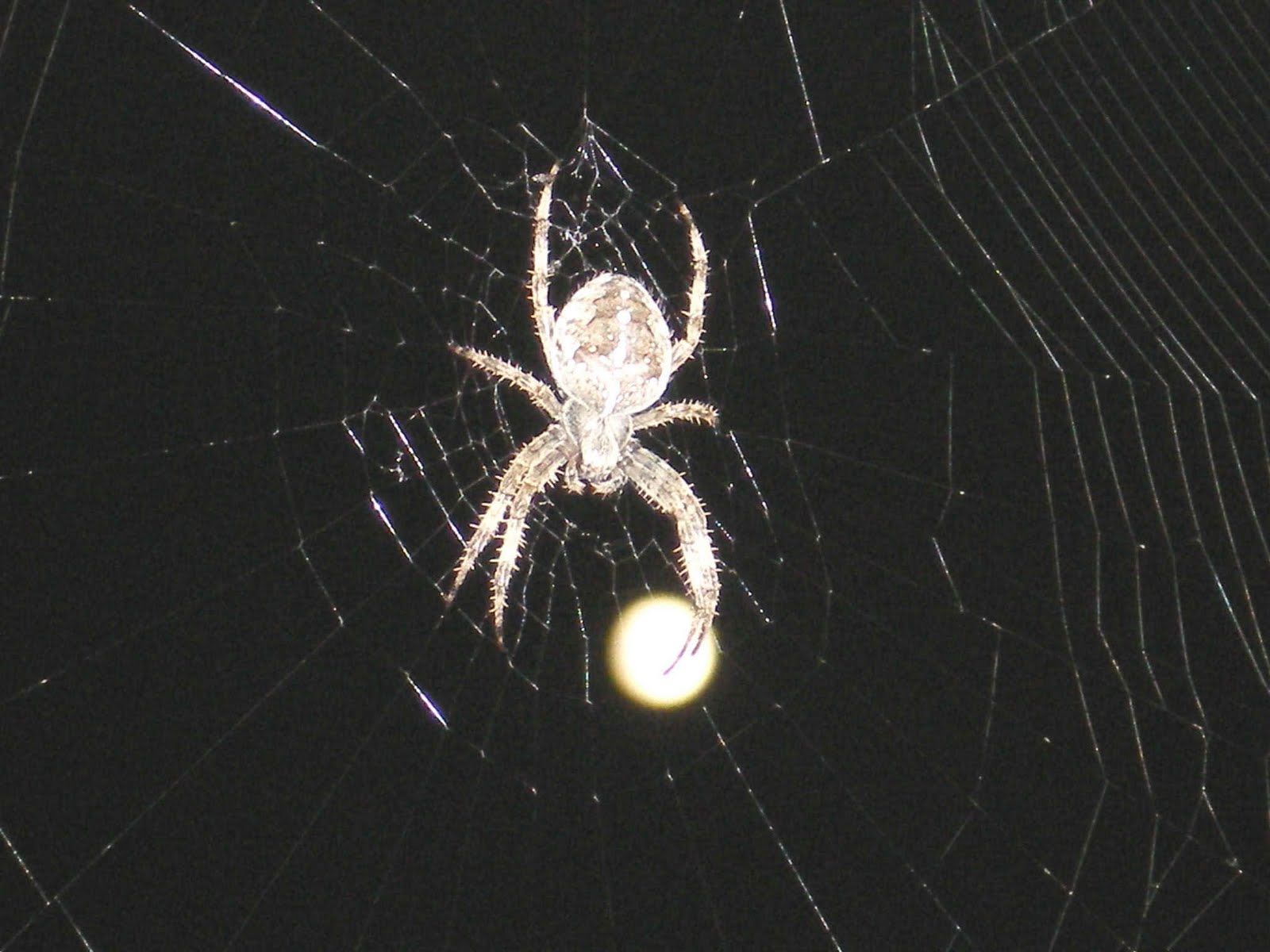 Hillingdon Wildlife: Spider catches moon