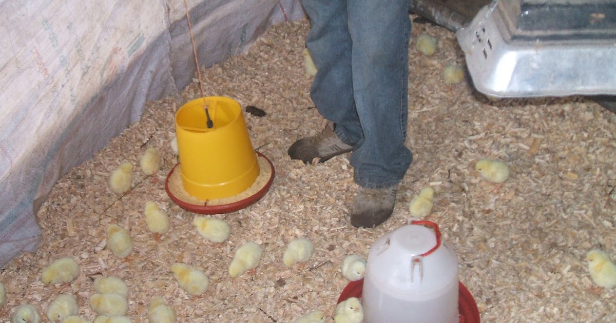 AGROPECUARIOS EN LINE: CRIANZA DE POLLOS BROILER