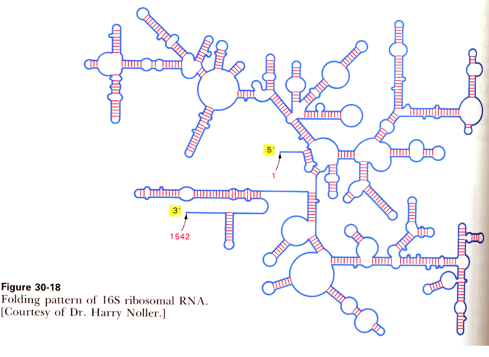Python for Bioinformatics: Heat map meets RNA secondary structure