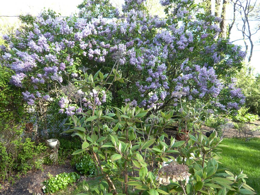 Rose et Lis: Tree peonies on Show & Tell Friday