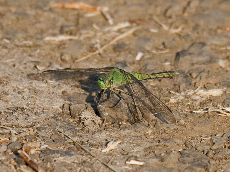 Dragonflies - Pacific NW Birder