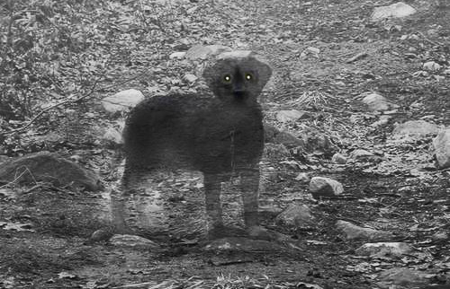 Beach Bum Biscuits, Tybee Island, Georgia: Ghost Dogs of Bonaventure ...
