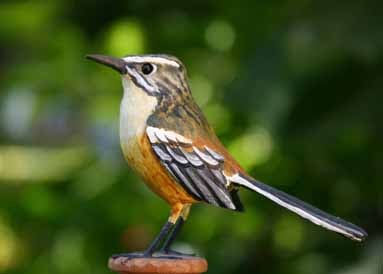 Las Aves que Viven en Chile: TENCA
