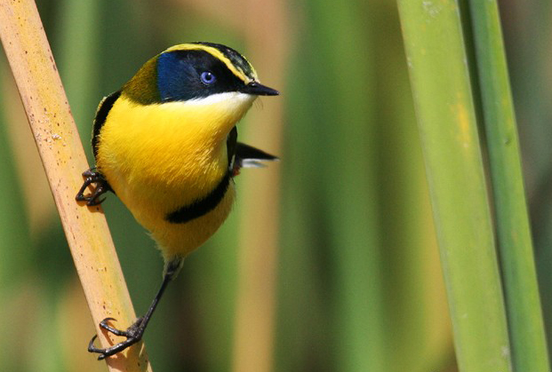 Las Aves que Viven en Chile: ENCUENTRO MAGICO, Claudio Gay y un ...