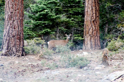 AdventureDuo.com: Yellow Post Camping - Lytle Creek