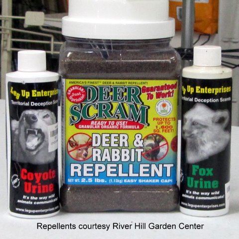 Blog of an Ancient Gardener: Deer Country 4: Do Repellents Work?