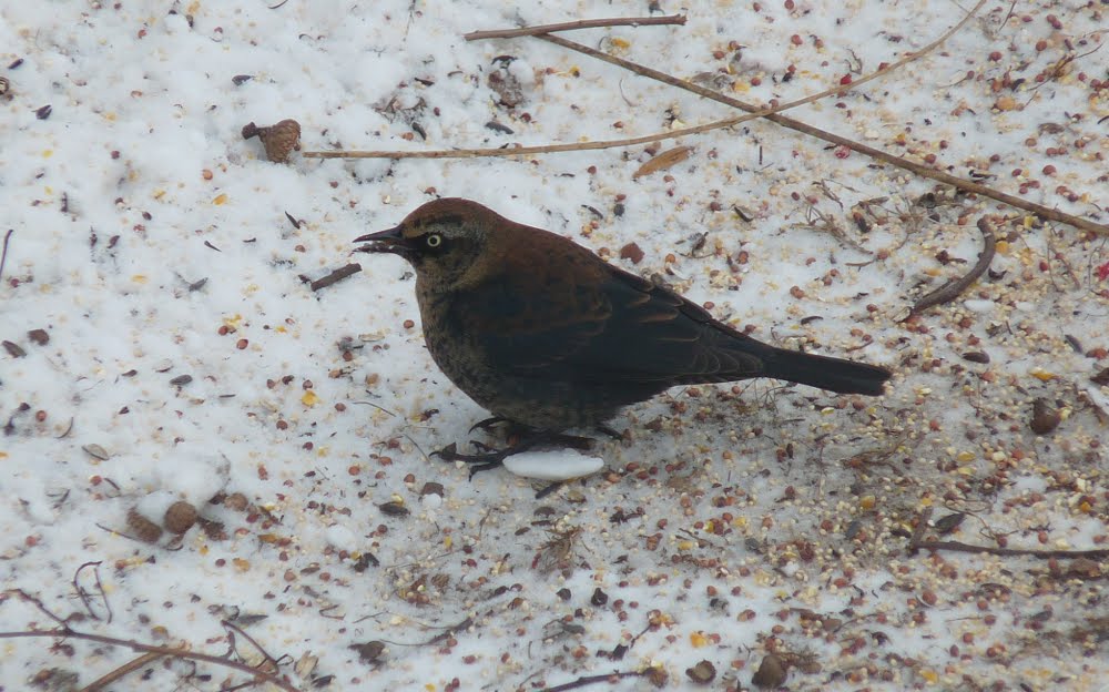 Connecticut Audubon Society: Rusty Blackbird Blitz
