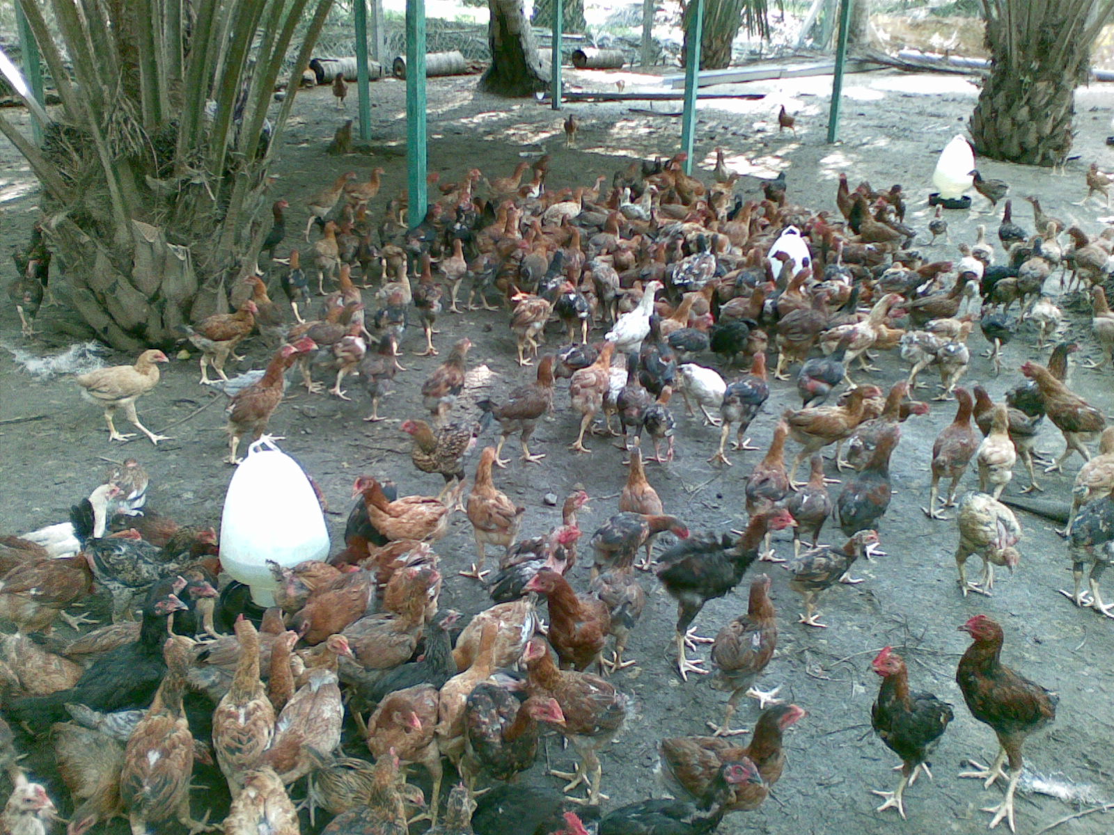 Ternakan Puyuh Den Diar farm: jalan-jalan pergi ladang ayam kampung