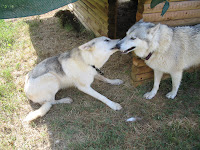 Happy LOL Day: Texas sanctuary is a happy home for wolves