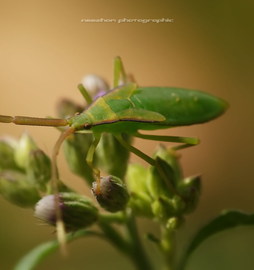 My Shield bug photo gallery ~ Neezhom