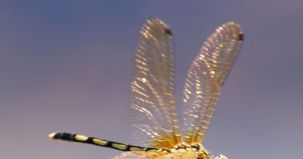 A flying Tiger Dragonfly ~ Weird and wonderful news library