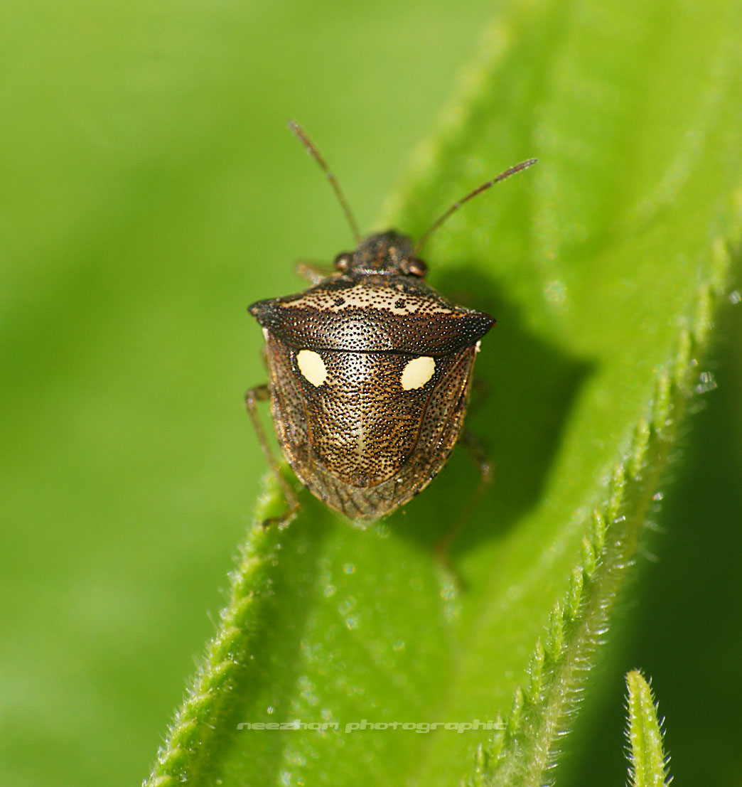 My Shield bug photo gallery ~ Neezhom