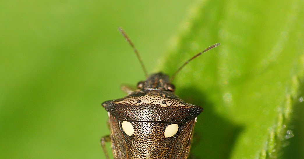 Shield bug with 2 creamy white dots on the back - Neezhom Photomalaya