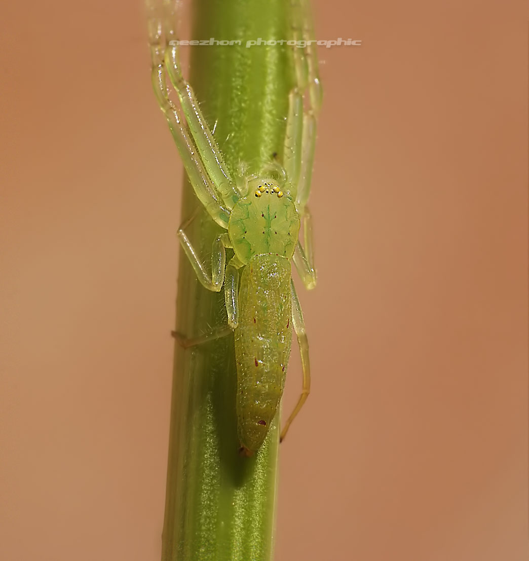 Koleksi Pilihan gambar Labah-Labah