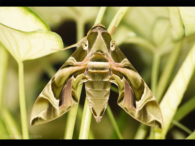 Gambar makro rama-rama hijau putih - Unikversiti