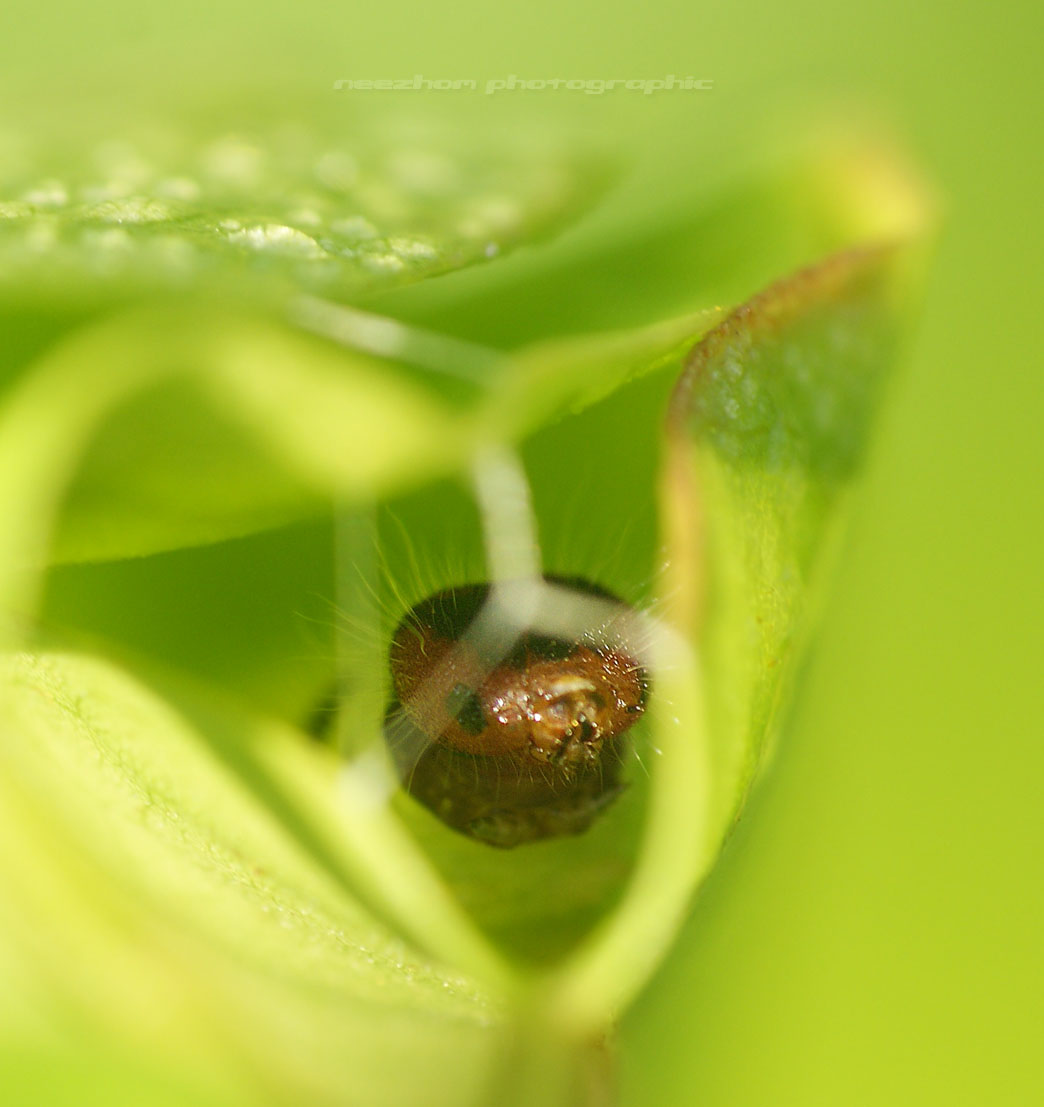 Koleksi Pilihan gambar Ulat Beluncas