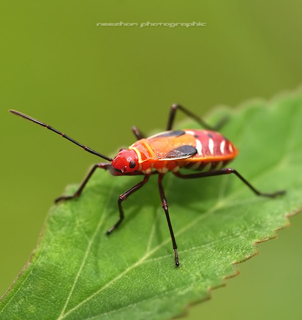 My Shield bug photo gallery ~ Neezhom