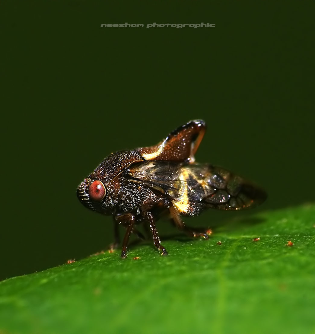 Koleksi gambar treehopper, planthopper, leafhopper dan froghopper dari ...