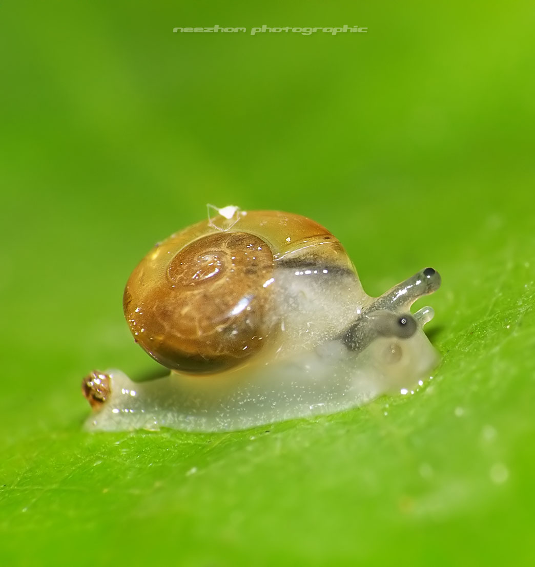 Tiny snail ~ Weird and wonderful news library